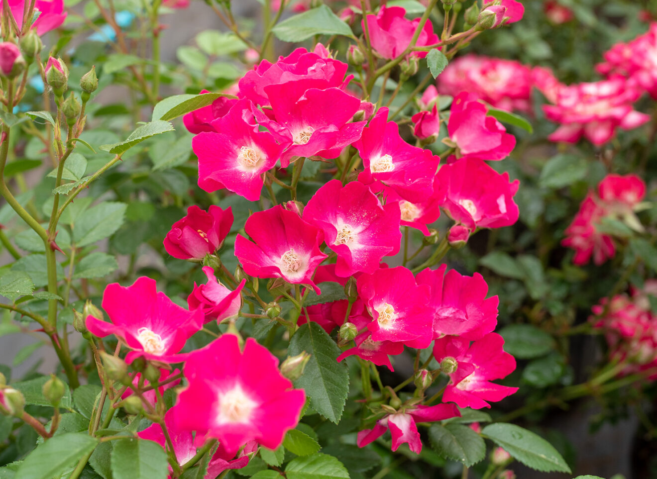 ベビー キャロル – Baby Carol | 姫野ばら園八ヶ岳農場