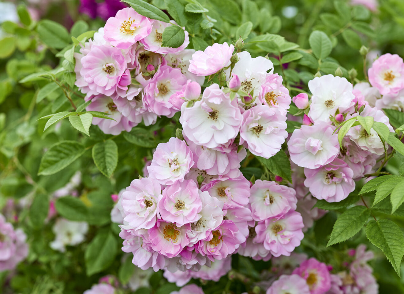 ブラッシュ ランブラー – Blush Rambler | 姫野ばら園八ヶ岳農場