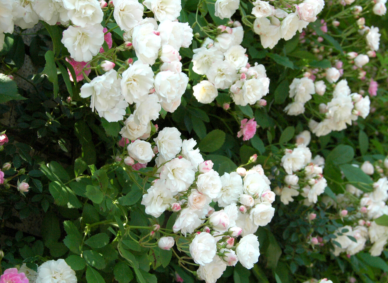 群星 – Gunsei | 姫野ばら園八ヶ岳農場