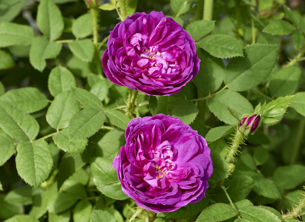 ジェームズ ヴィッチ – James Veitch | 姫野ばら園八ヶ岳農場