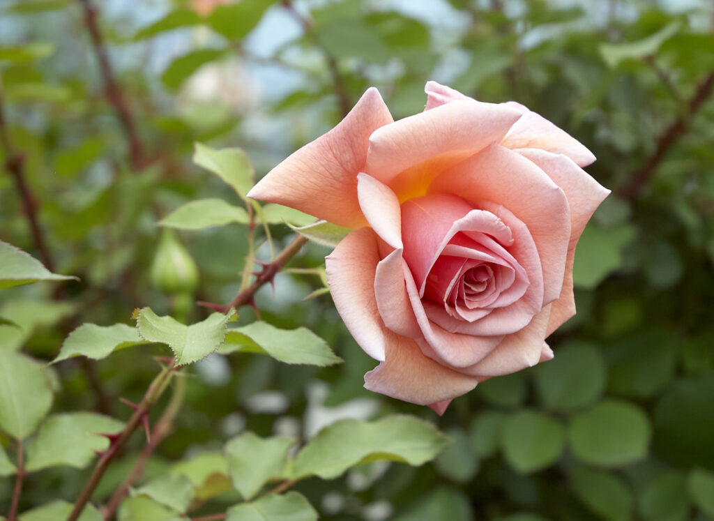 ミセス サム マグレディ – Mrs Sam McGredy | 姫野ばら園八ヶ岳農場