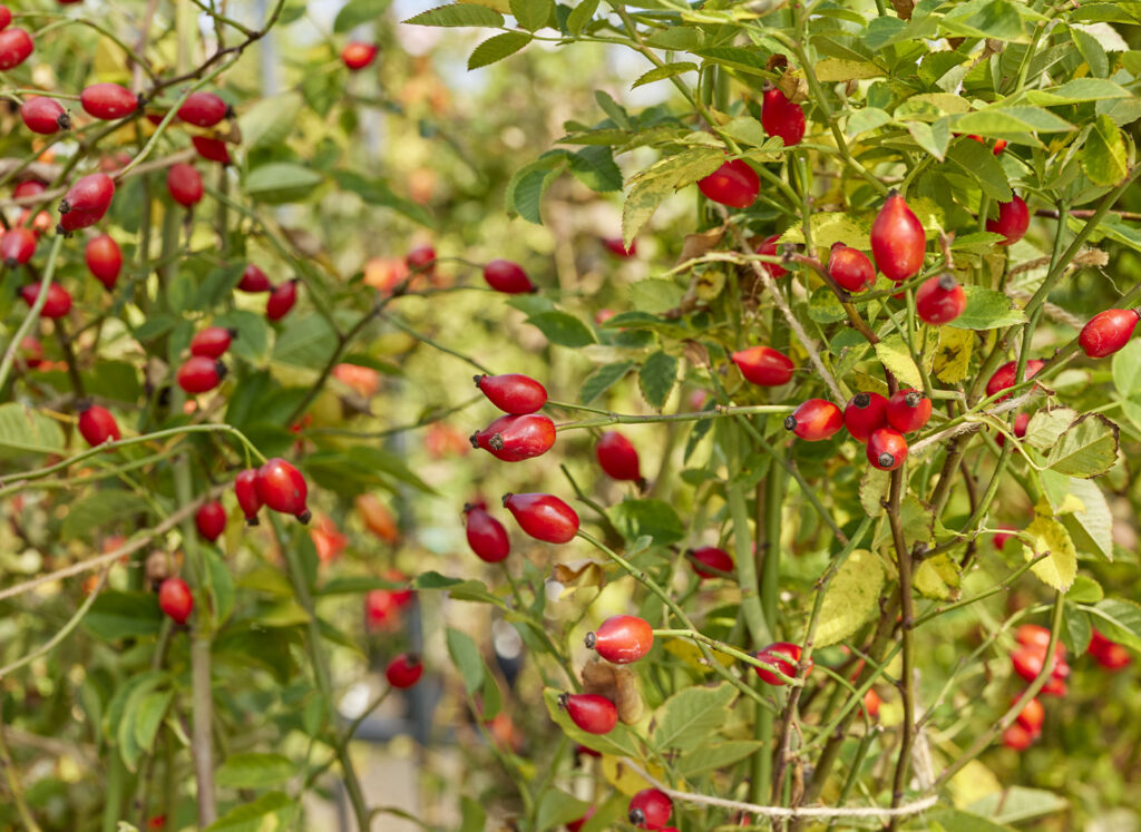 ロサ ラクサ – Rosa laxa | 姫野ばら園八ヶ岳農場